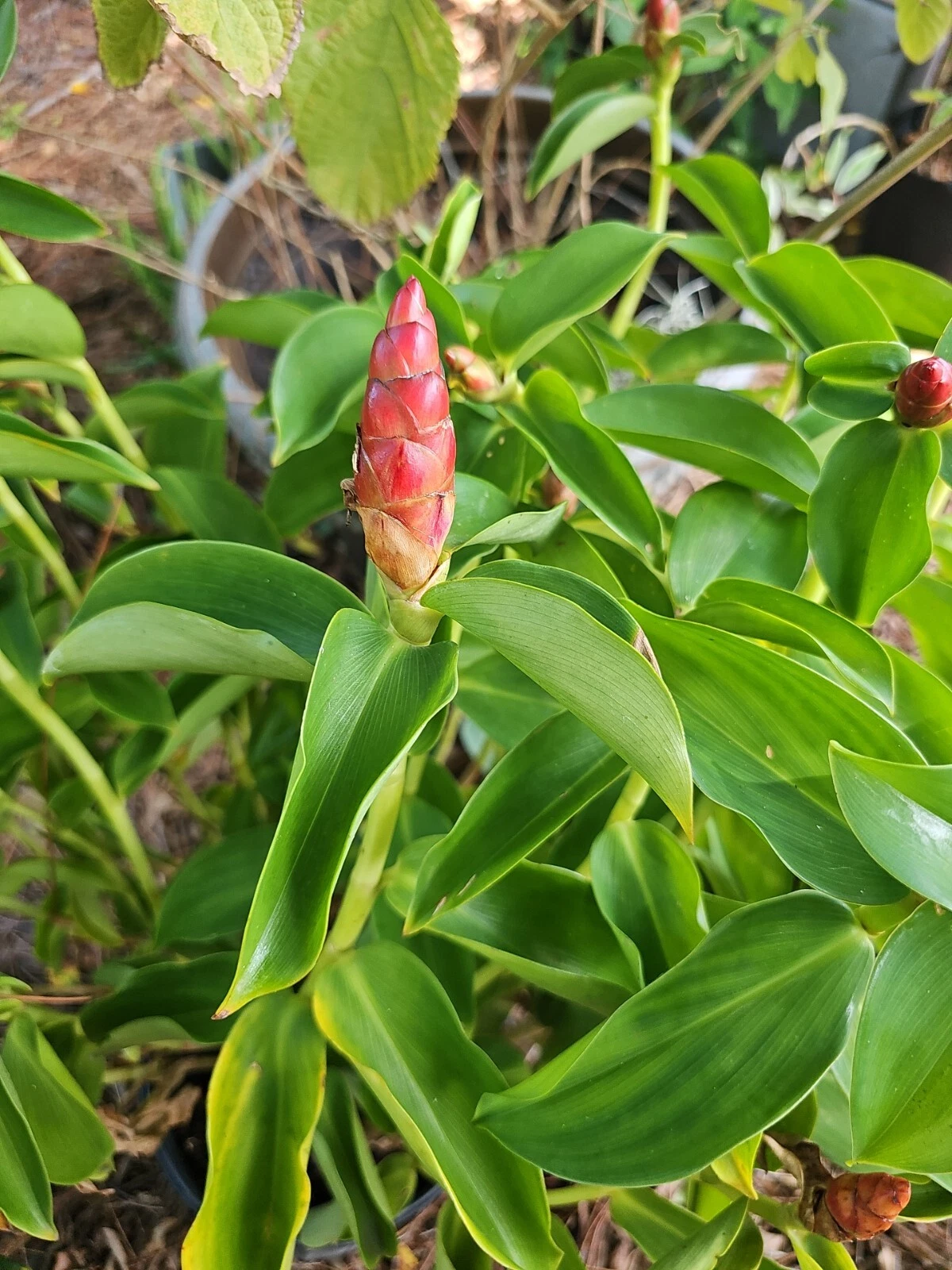 Spiral Red Button Ginger Plant, Costus woodsonii Rooted Starter 10–12 ...