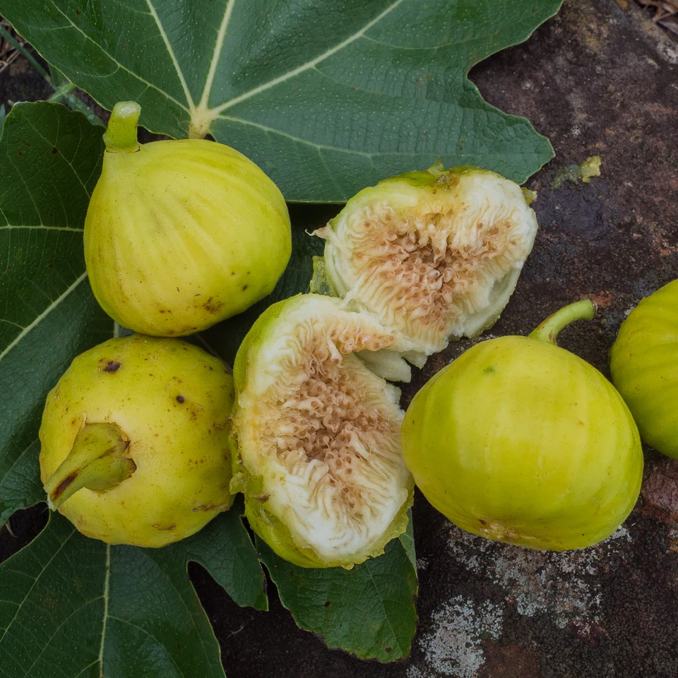 White Marseille Fig Cuttings – 2 Fresh Ficus Carica Cuttings for Propa ...