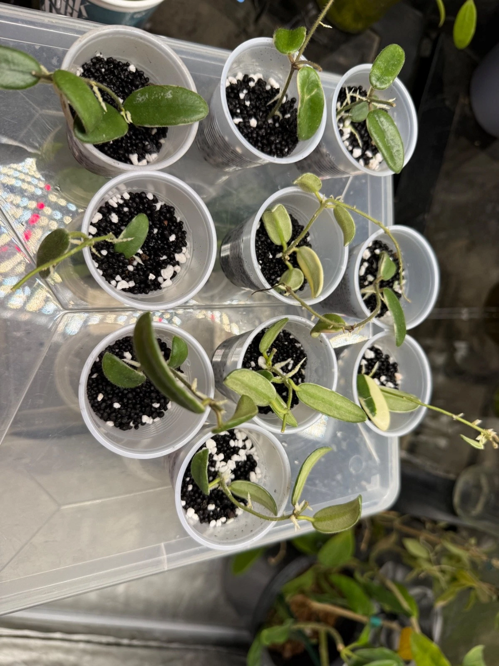 Hoya Lyi Prism Cuttings – Live Variegated Hoya Plant Cuttings in Rooti ...