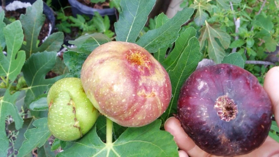 Black Jack Fig Tree Cuttings Live, 3 Unrooted Semi Dwarf Fig Cuttings ...