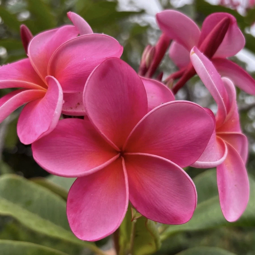 Royal Hawaiian Pink Plumeria Cuttings 8–12 Inch, Frangipani Unrooted C ...