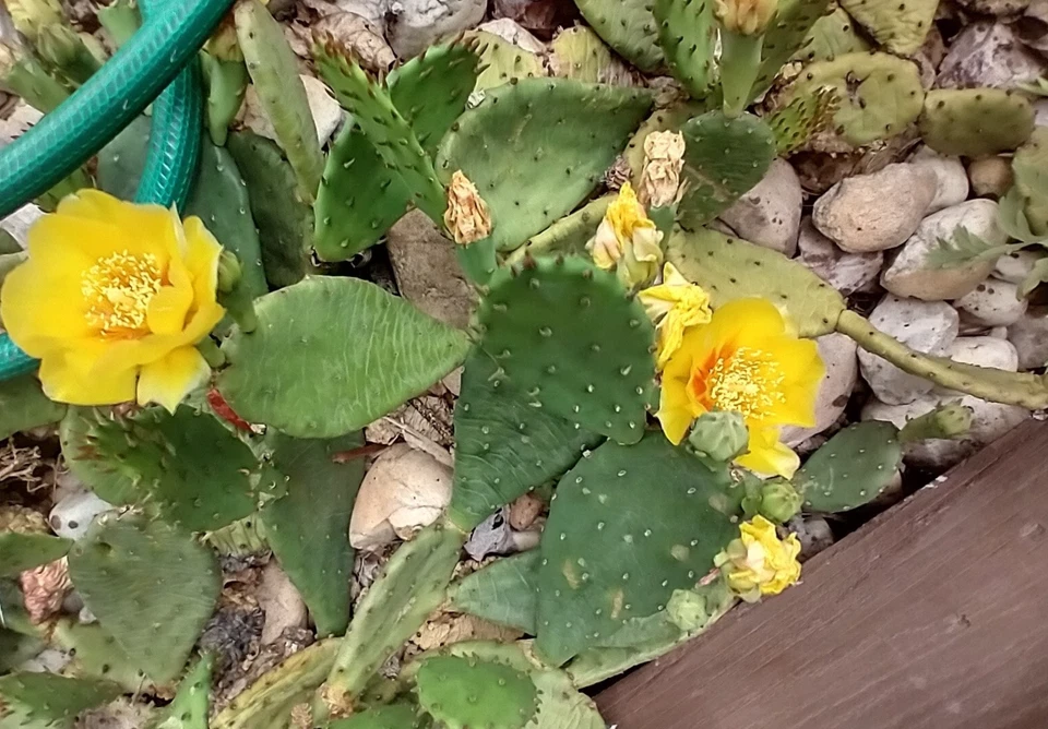 Prickly Pear Cactus Pads – 9 Live Opuntia Pads, Yellow Flower Cactus ...