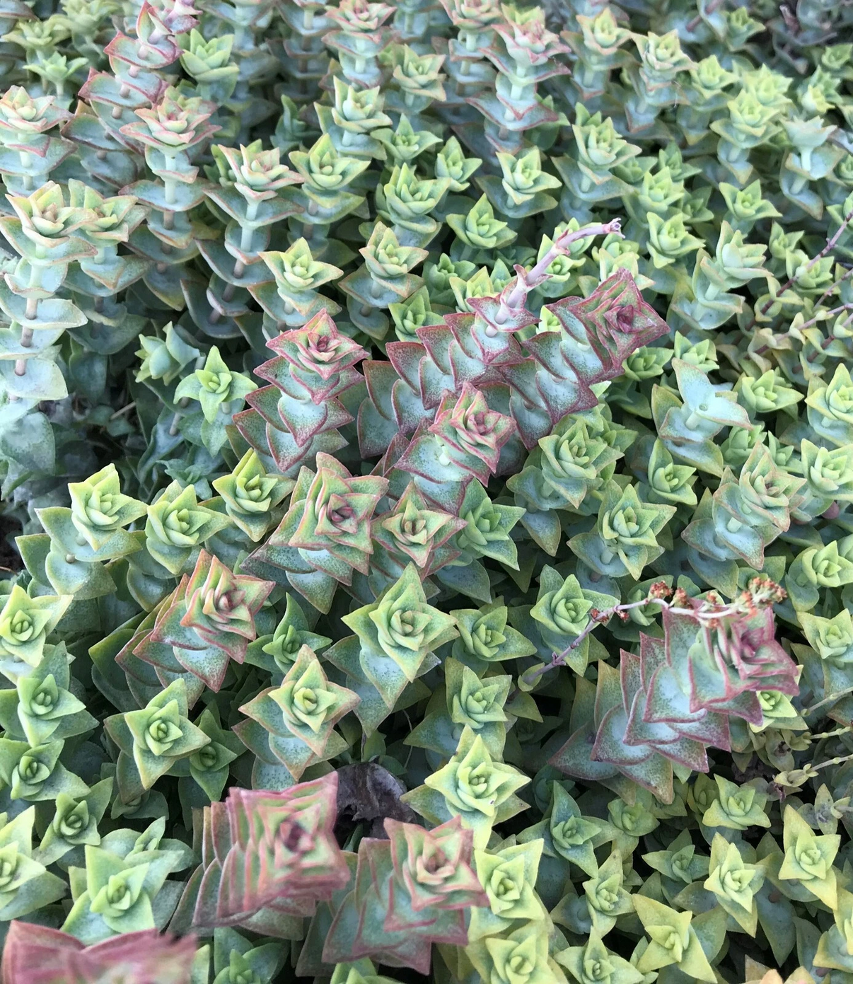 Crassula Perforata Variegata Cuttings – 15 Live String of Buttons Succ ...