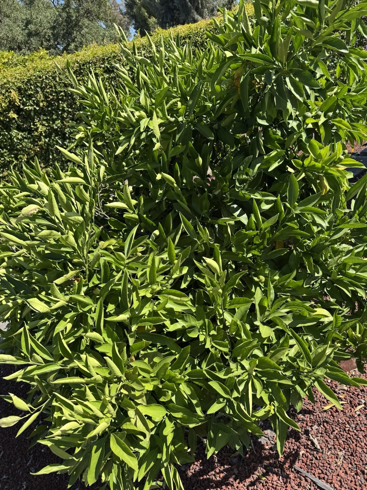 Owari Satsuma Mandarin Cuttings – 6 Unrooted Citrus Reticulata Cutting ...