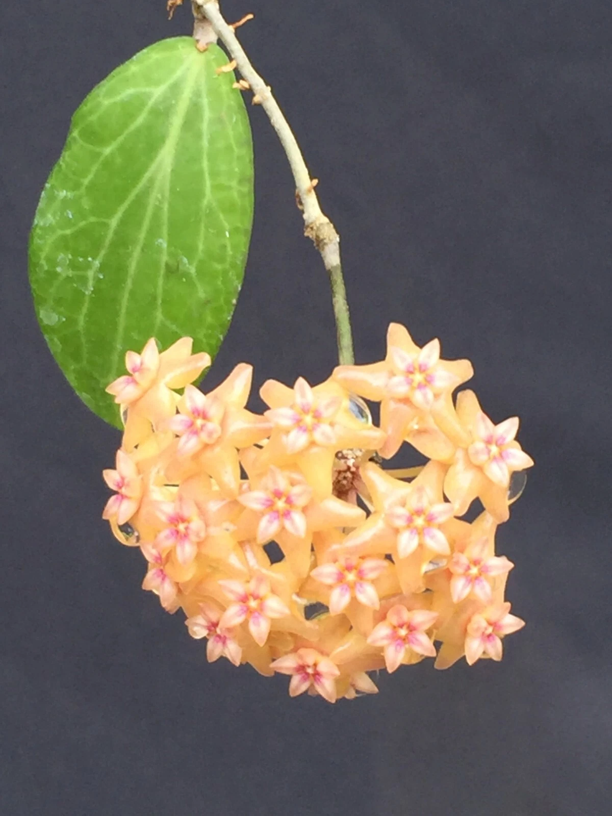 Hoya fitchii Rooted Live Plant in 2.5 Inch Pot, Wax Plant Houseplant w ...