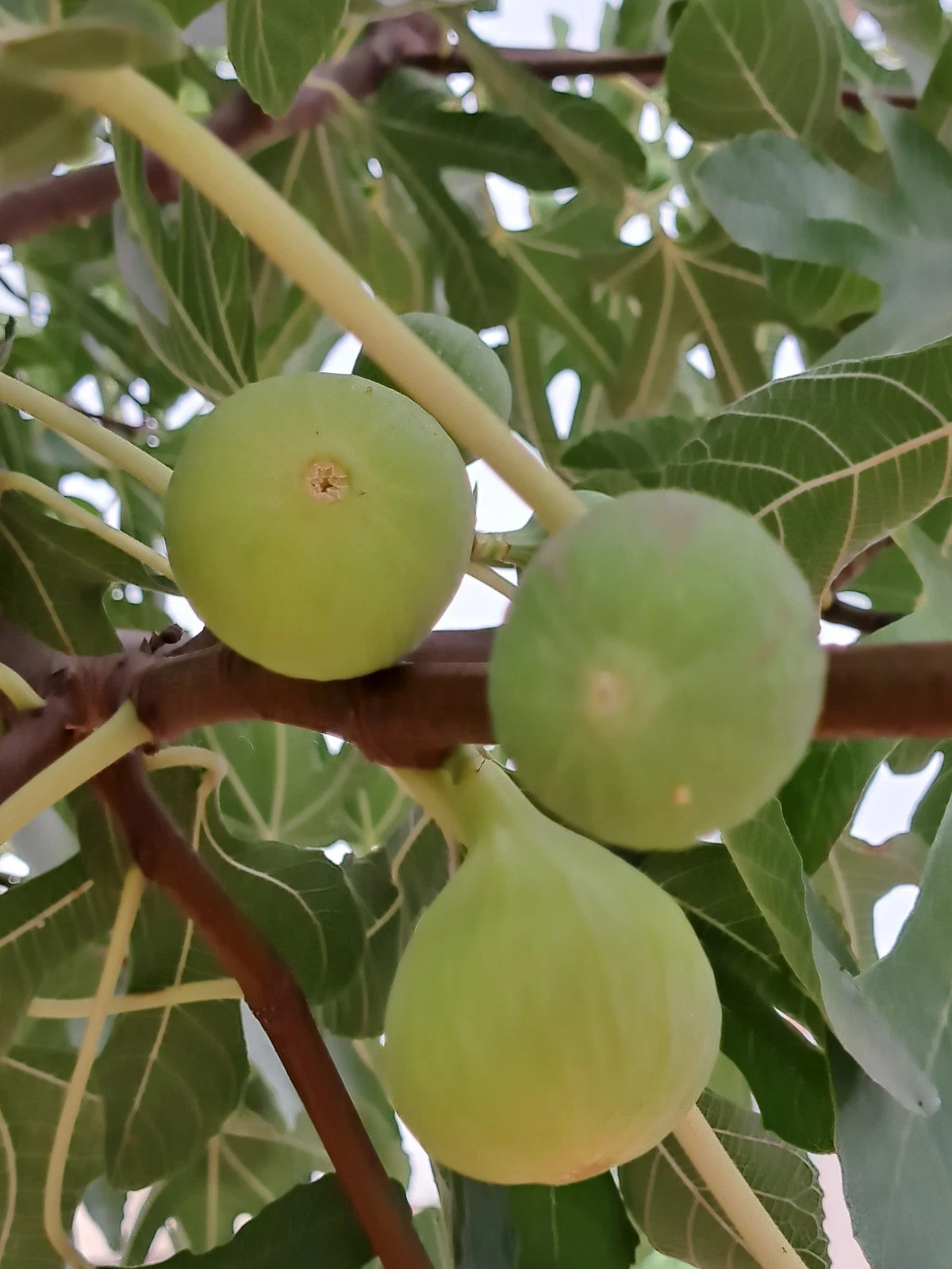 Lattarula Fig Tree Cuttings Unrooted, Ficus carica Fresh Cuttings for ...