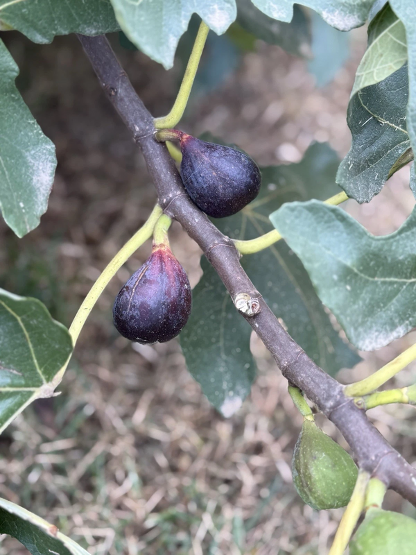 LSU Purple Fig Cutting – Live Unrooted Fig Tree Cutting, Ficus Carica ...