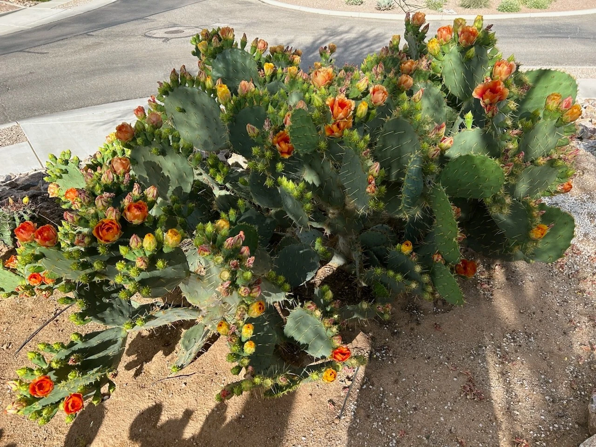 Opuntia Orange Jubilee Prickly Pear Pad Cutting 1 Piece Unrooted Live ...