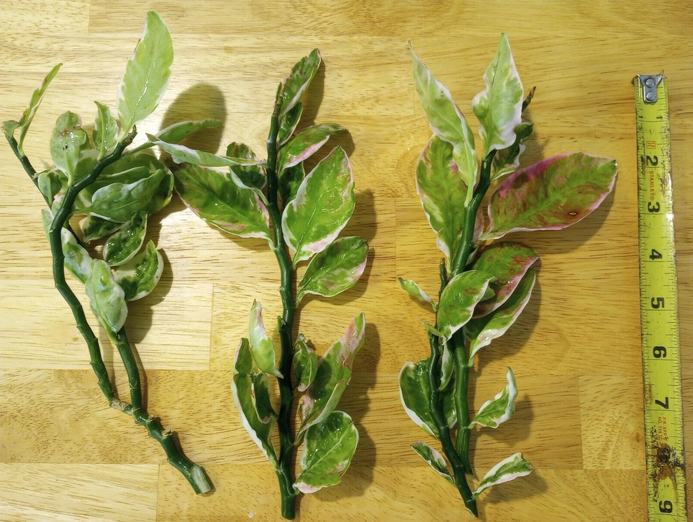 Devil’s Backbone Variegated Cuttings – 3 Unrooted Euphorbia Tithymaloi ...