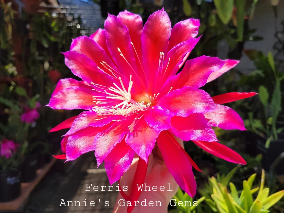 Epiphyllum ‘Ferris Wheel’ Unrooted Cuttings – Orchid Cactus Live Plant ...