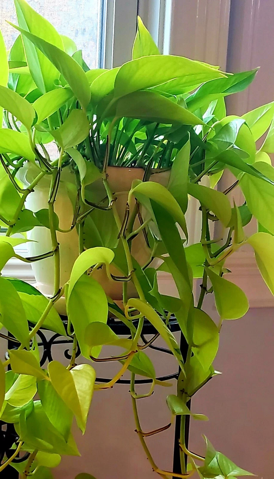Neon Lemon Lime Pothos Cuttings – 6 Live Unrooted Epipremnum Aureum Cu ...
