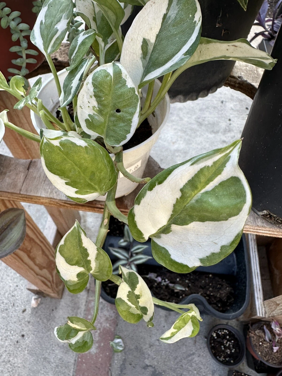 Pothos N’Joy Cuttings for Planting – 3 Live Unrooted Stems, Epipremnum ...