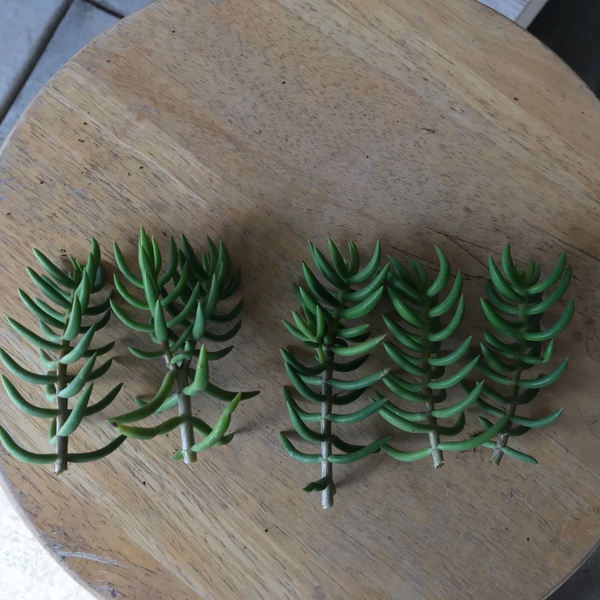 Mini Pine Tree Succulent Cuttings – Set of 4 Crassula tetragona Bonsai ...