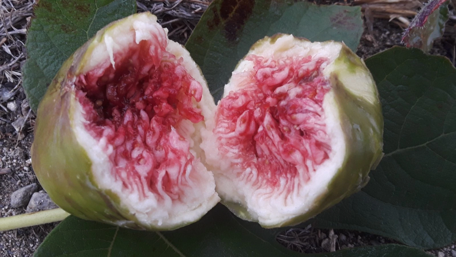 White Adriatic Fig Tree Cuttings – 5 Fresh Unrooted Ficus carica Scion ...