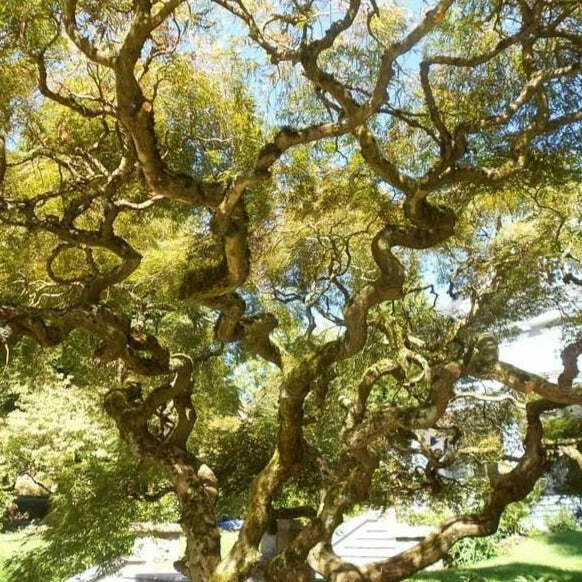 Corkscrew Willow Tree Cuttings – 10 Fresh Unrooted Salix Matsudana Tor ...