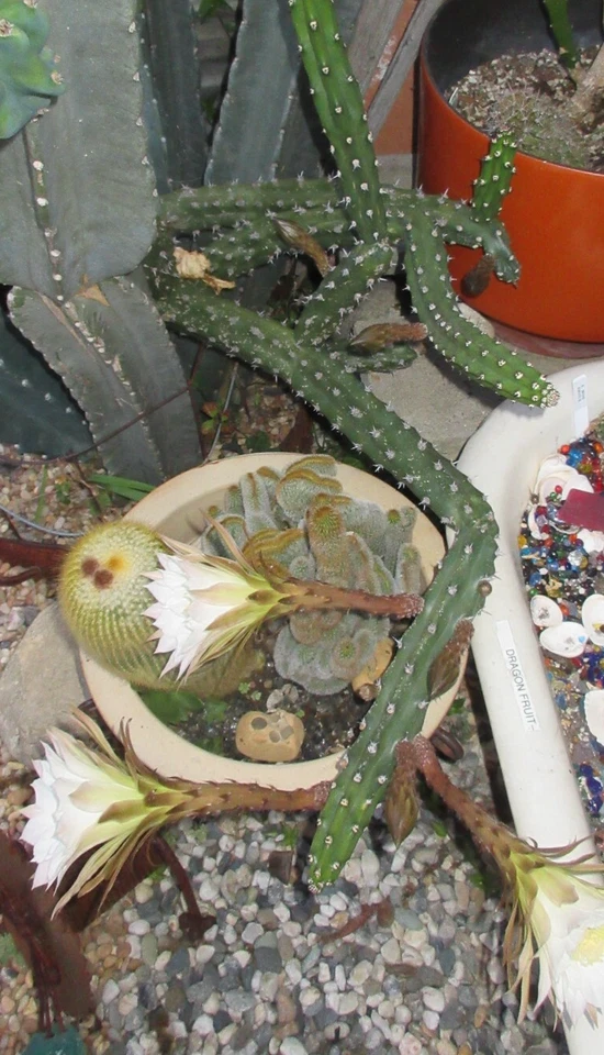Harrisia Jusbertii Snake Cactus 8 Inch Cutting, Dusk Blooming Rare Cac ...
