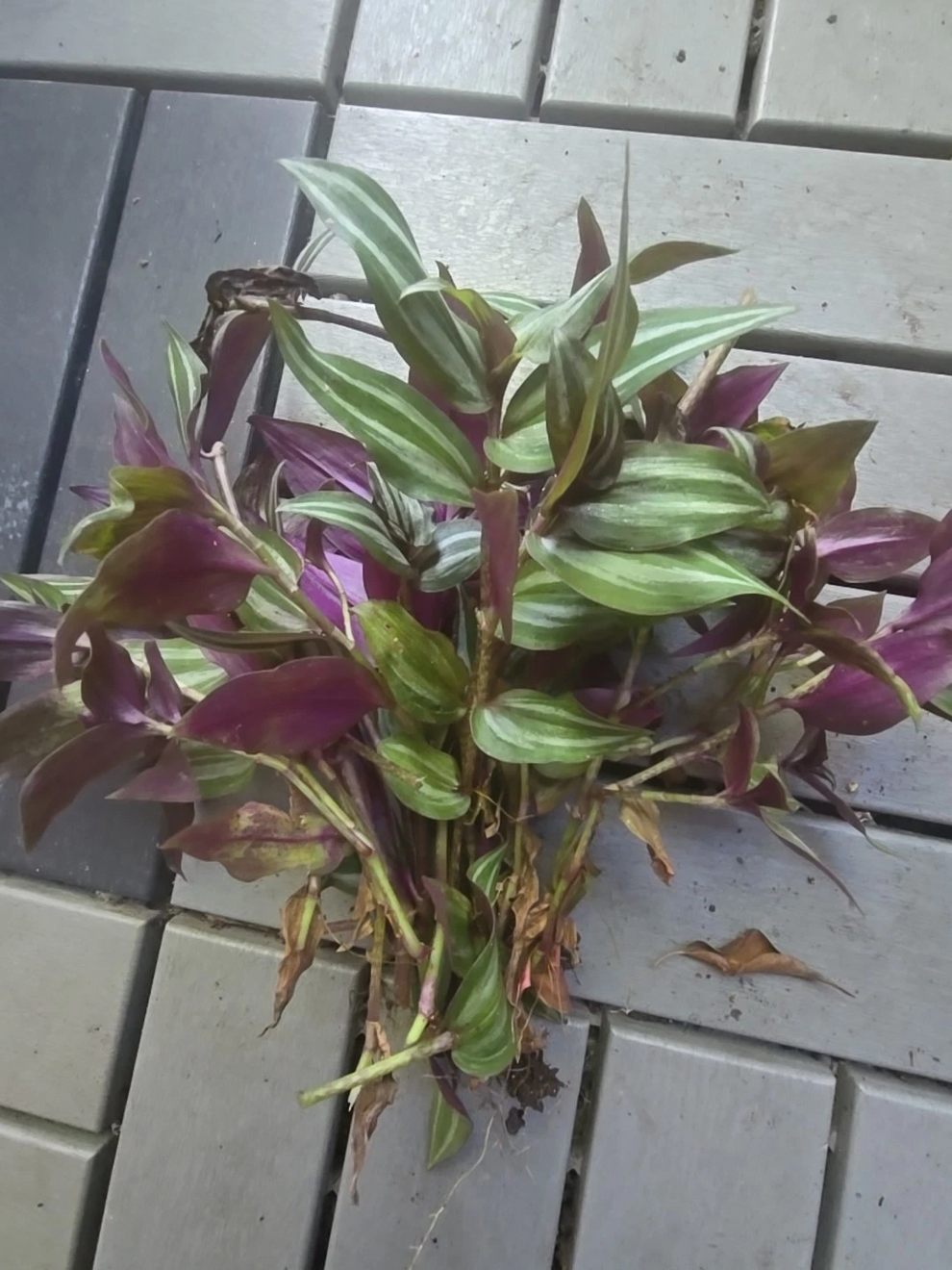 Tradescantia Zebrina Cuttings – 10 Fresh Unrooted Wandering Jew Plant ...