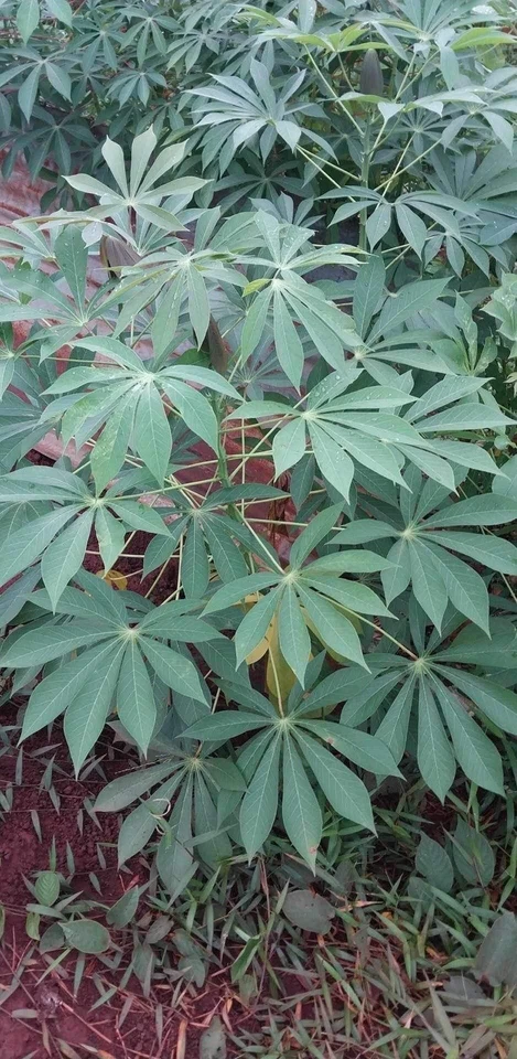 Organic Sweet Red Cassava Cuttings – 5 Manihot Esculenta Yuca Stems, L ...