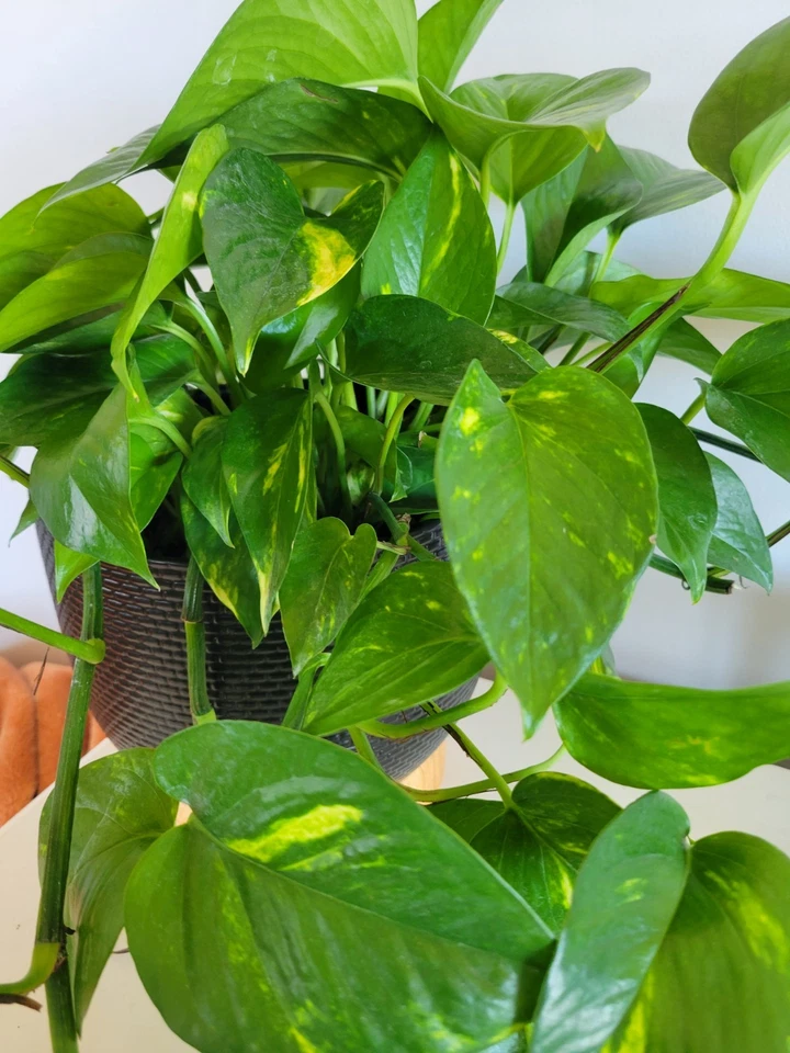 Pothos Hawaiian Cuttings – 3 Fresh Unrooted Epipremnum aureum Cuttings ...