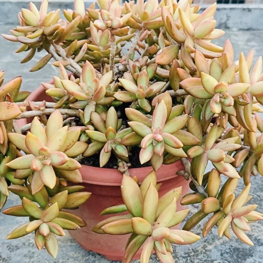 Sedum ‘Firestorm’ Succulent – 3 Unrooted Cuttings (3–4 Inches) for Pro ...