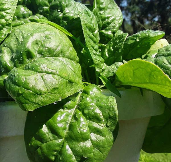 Noble Giant Spinach Seeds Spinacia oleracea, Heirloom Leafy Green Vege ...