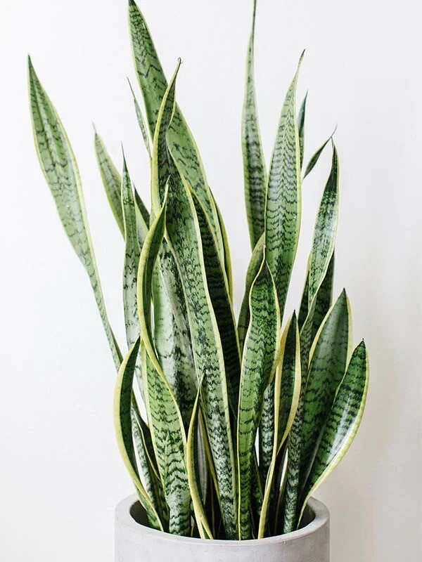 Snake Plant Unrooted Clippings – 3 Dracaena trifasciata Leaf Cuttings ...