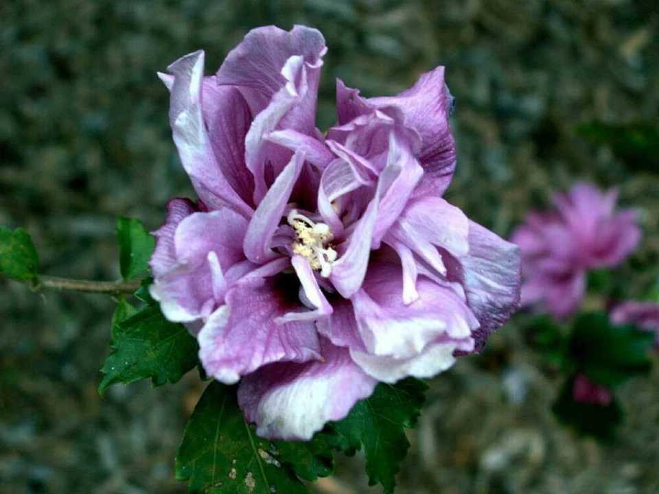 Double Purple Pink Rose of Sharon Unrooted Cuttings – 10 Live Hibiscus ...