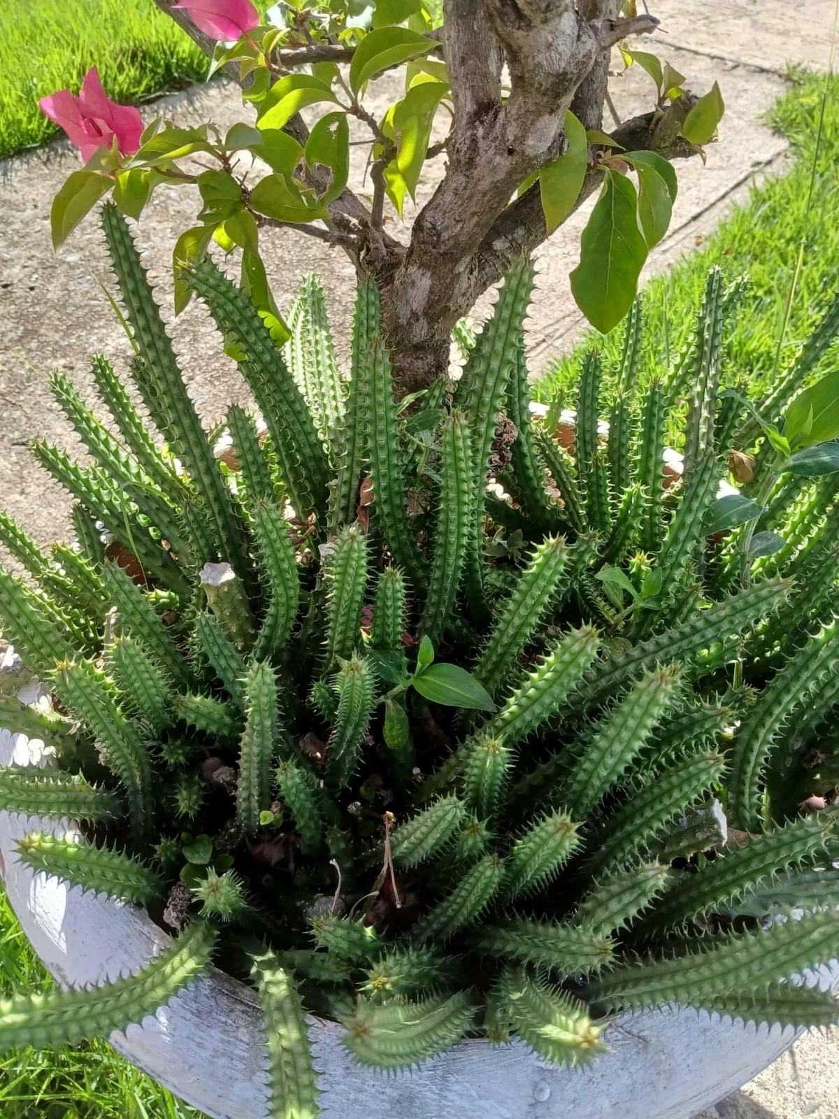 Huernia Macrocarpa Red Dragon – 6 Rooted Cuttings 10 Inches Long – Bur ...