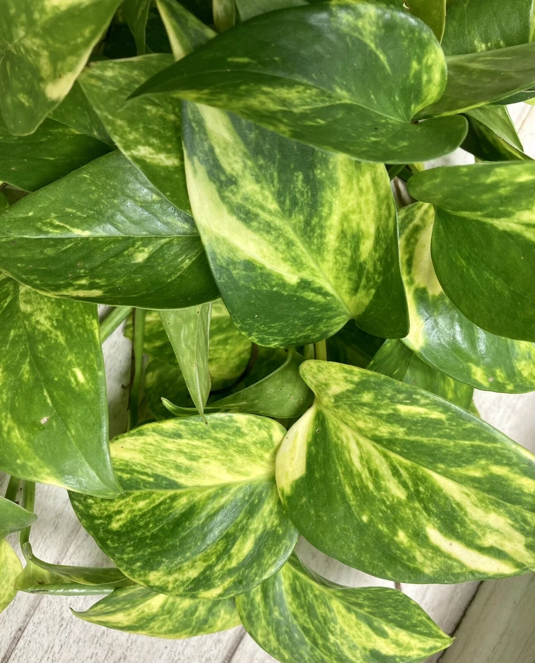 Pothos Rooted Cuttings – 10 Live Epipremnum Aureum Plants Ready to Pla ...
