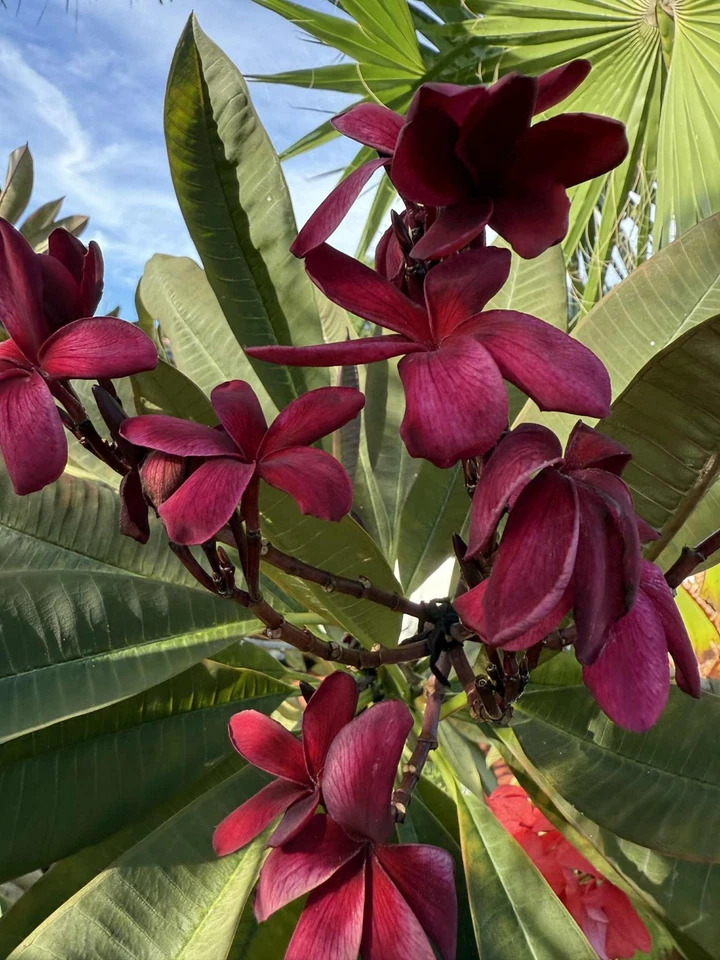 Hawaiian Deep Red Ulaula Plumeria Cutting – 10 Inch Y Shaped Plumeria ...