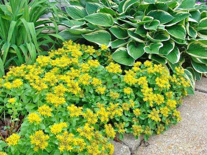Golden Creeping Sedum (Sedum kamtschaticum) Yellow Ground Cover Perenn ...
