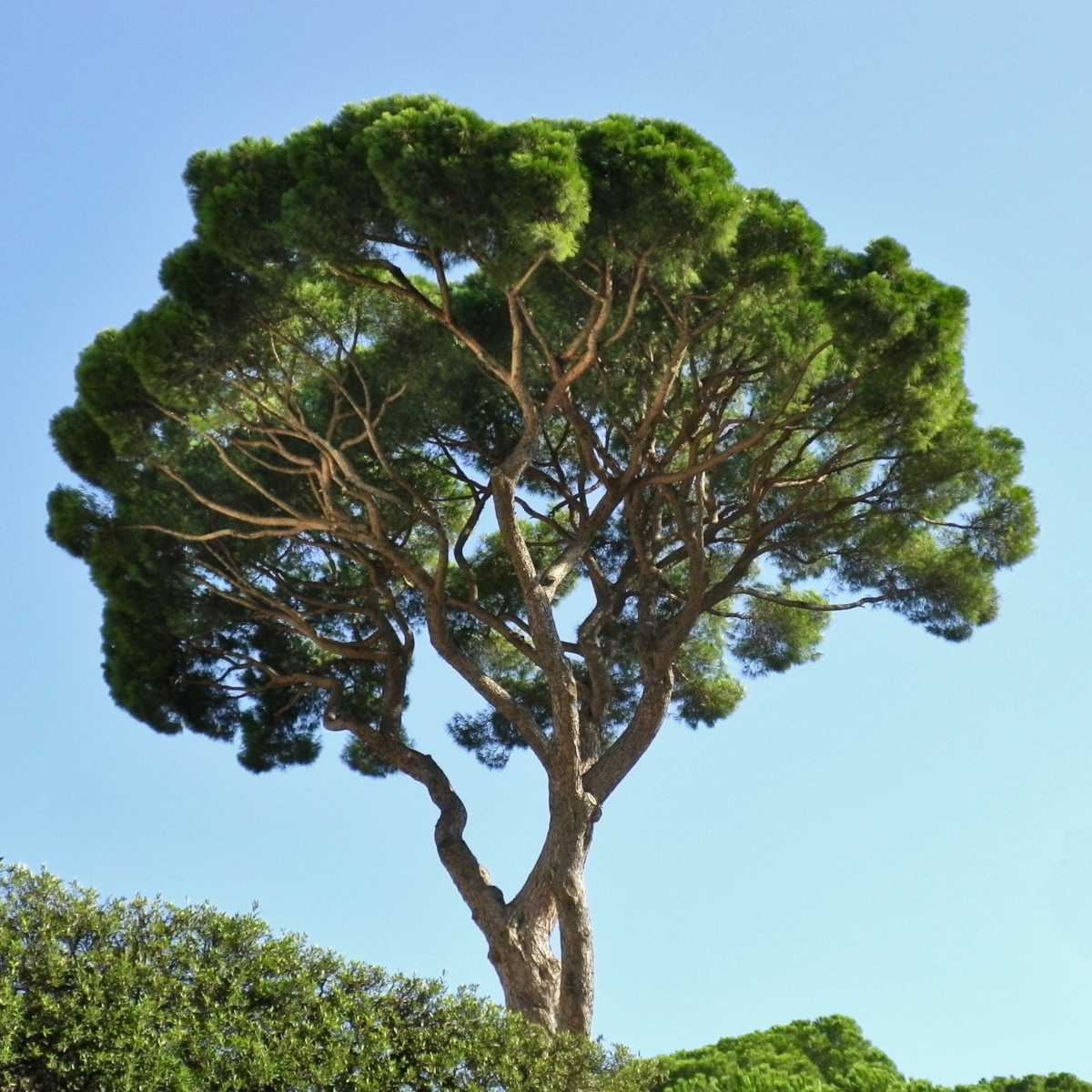 Stone Pine Tree (Pinus pinea) | Italian Umbrella Pine | Mediterranean ...
