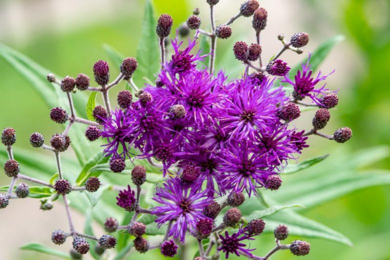 Vernonia Angustifolia Seeds (100) Narrowleaf Ironweed – Native Perenni ...