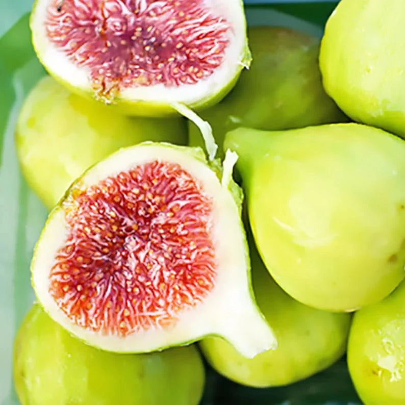 Verte Fig Tree Cuttings (Unrooted) – Ficus carica Green Fig Variety ...